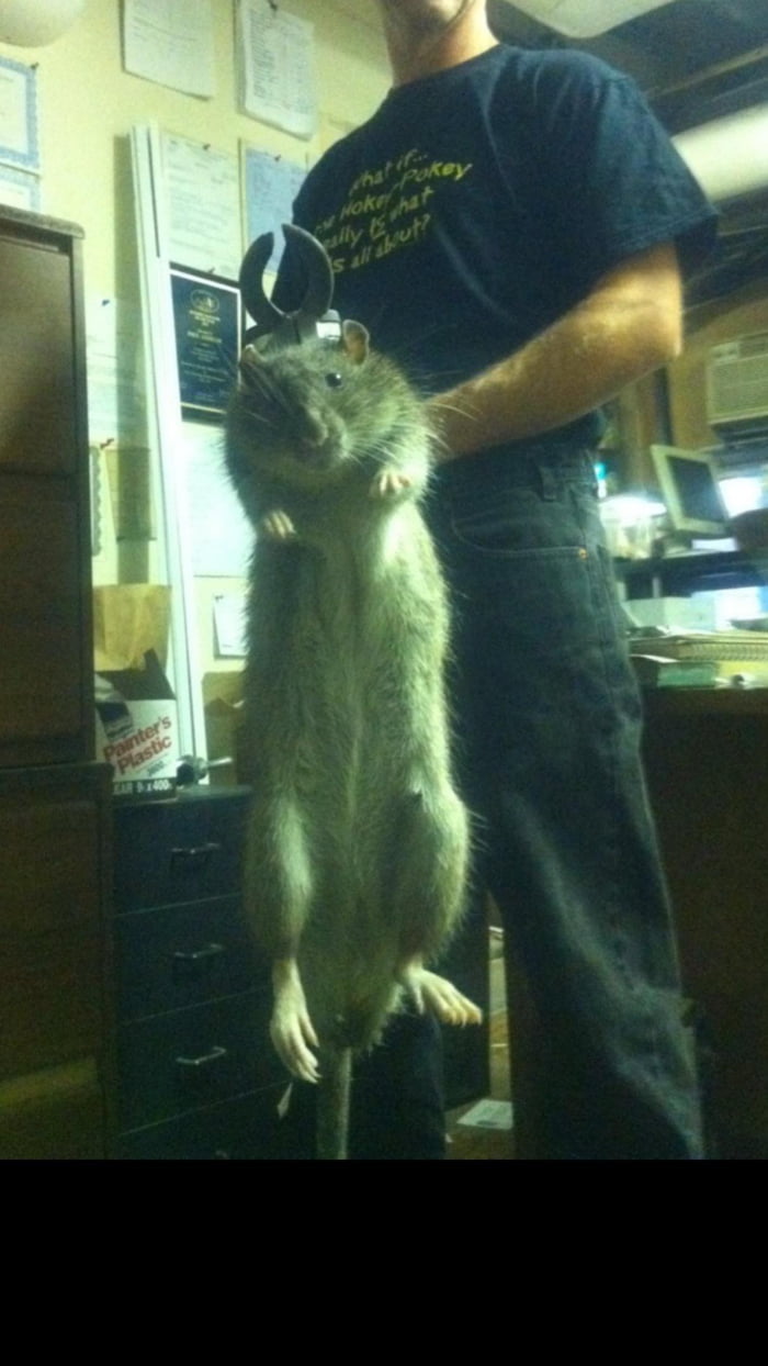 Absolute unit of a NYC Rat - 9GAG