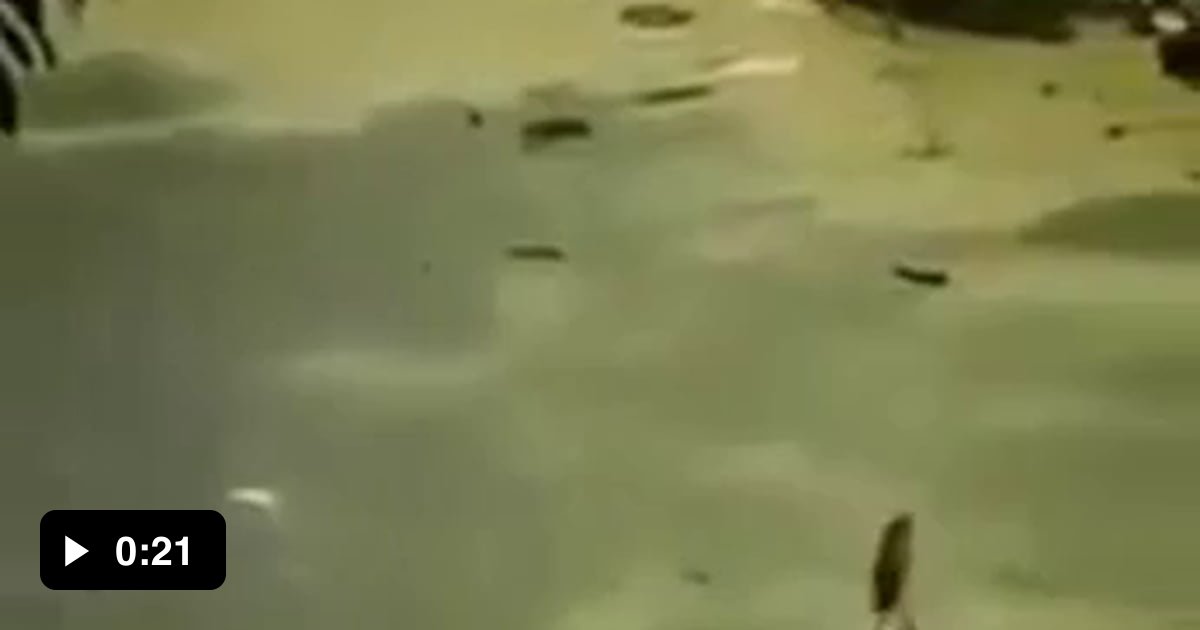 Rare footage of a snake couple’s love parade. Courtesy ...