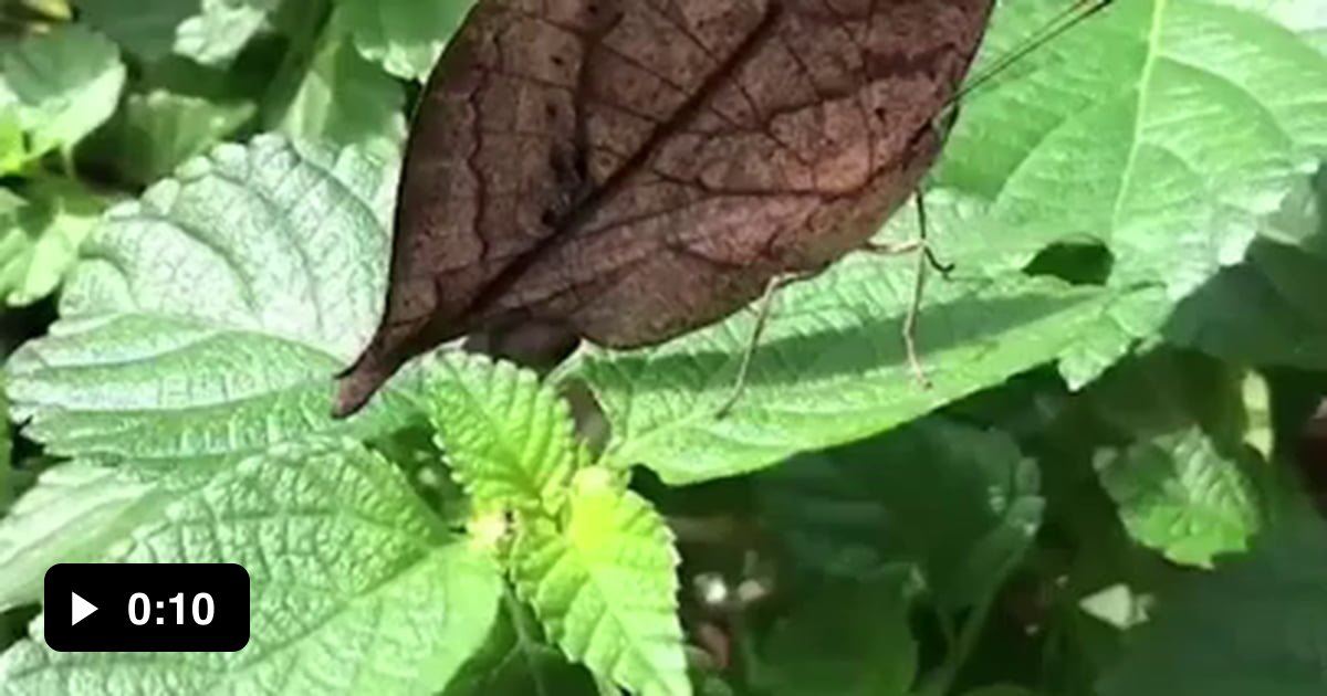 Insect evolved to look exactly like a dried leaf - 9GAG