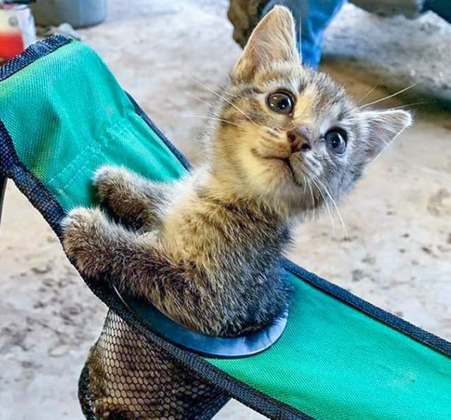 Look at this lil’ kitty - 9GAG