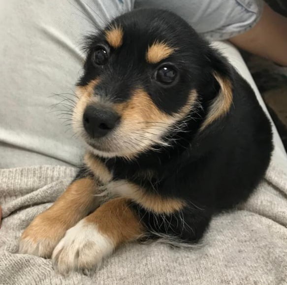 Soujouk strikes the pose - 9GAG