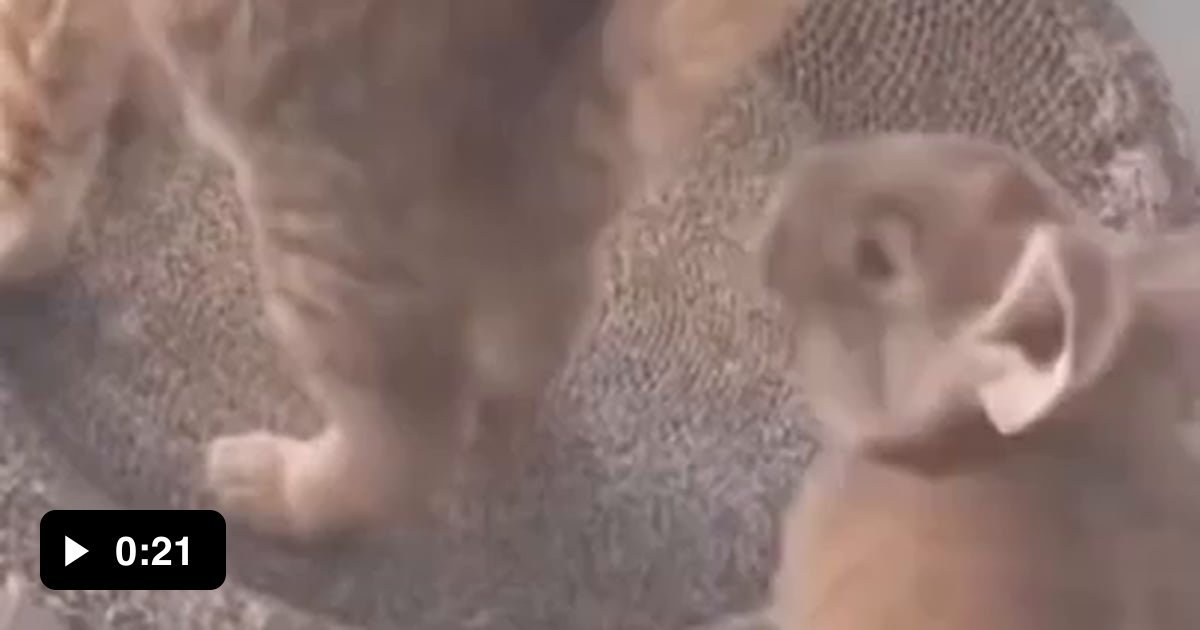 Cat Sharing coziness with the bestie bunny.. - 9GAG