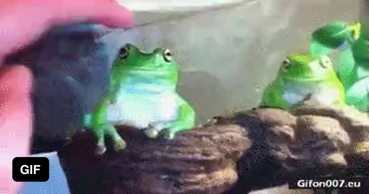 I should buy a frog - 9GAG