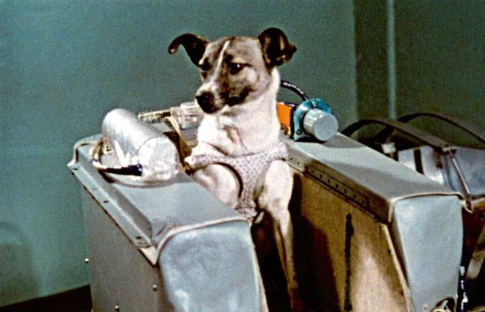 1957, Laika the Russian Cosmonaut. Laika was the first dog sent into ...