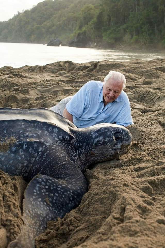 A wonderful picture of Sir David in his element near a giant turtle ...