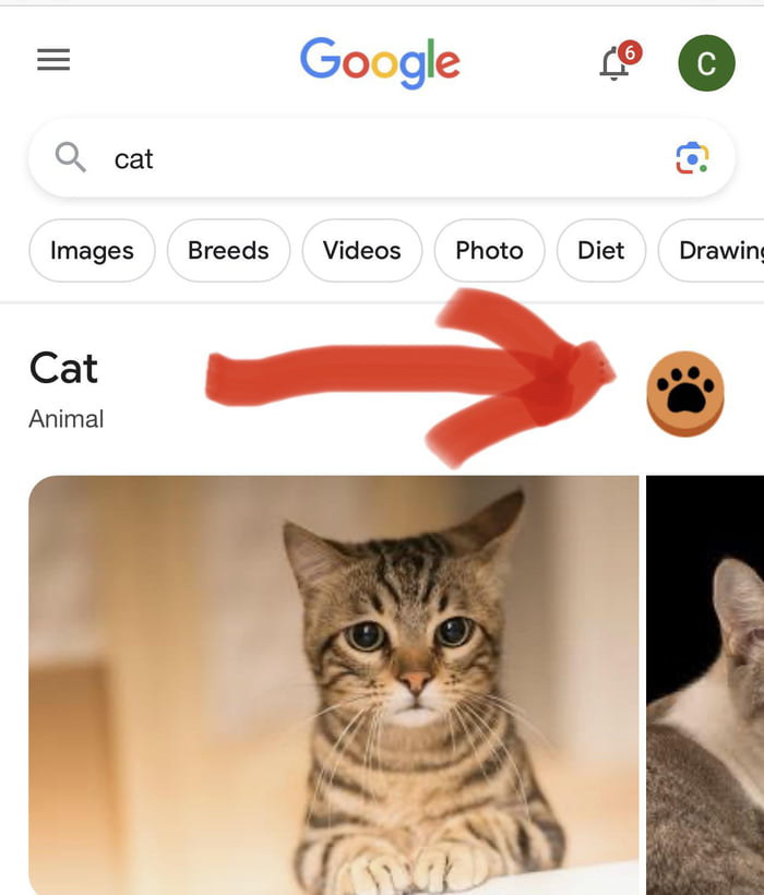A BIT OF FUN! Go to Google, type either cat or dog and search. Tap the ...