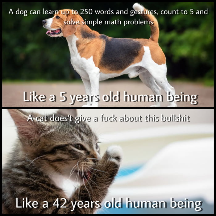 Superiority. - 9GAG