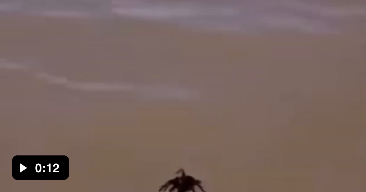 Spiders can walk on water because of surface tension. Tarantulas ...