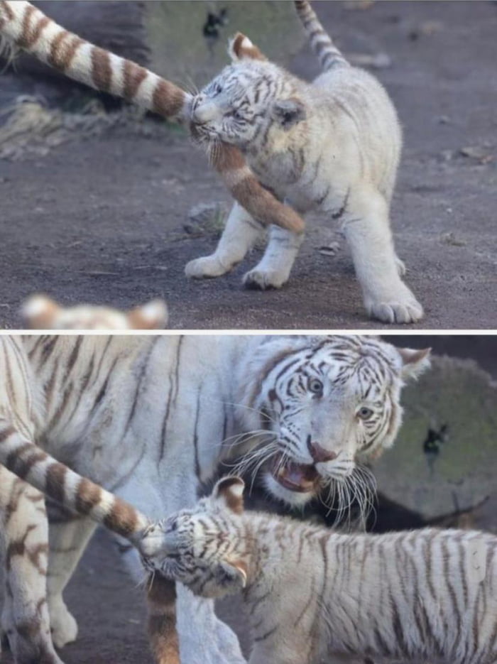Hey 9gag
