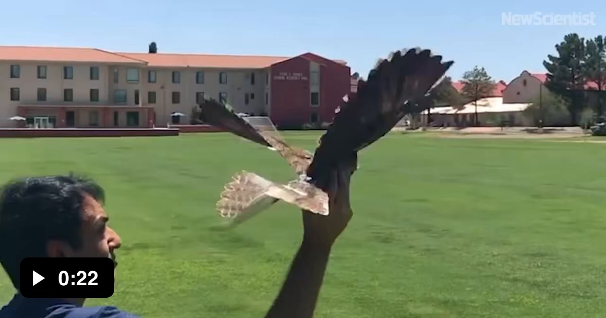 Dead birds made into drones could spy on animals or humans - 9GAG