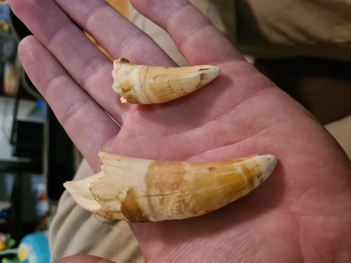 Saltwater Croc teeth from a 6m Salty - 9GAG