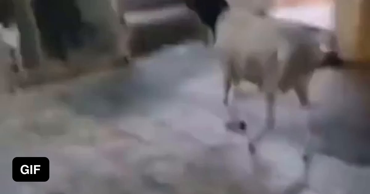 Goat squares up with mirror - 9GAG