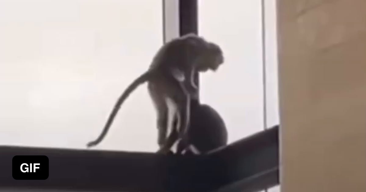 Monkeys do it too?? - 9GAG