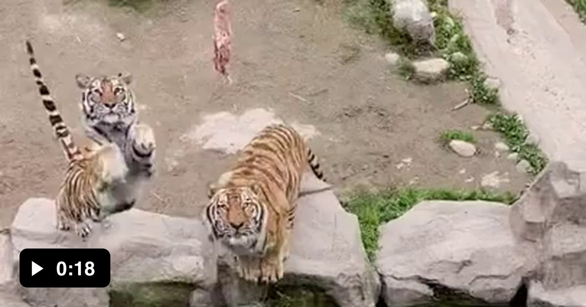 Tiger fishing - 9GAG