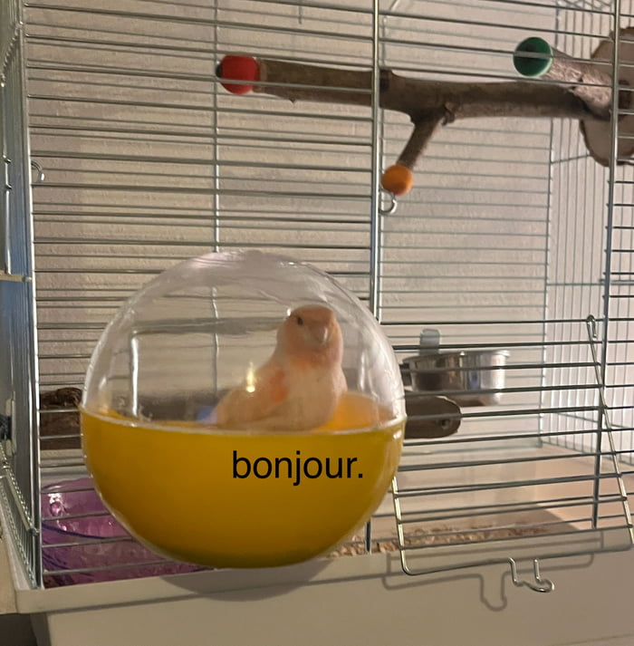 I just got that little fella. He’s the biggest birb derp ever. Any name ...