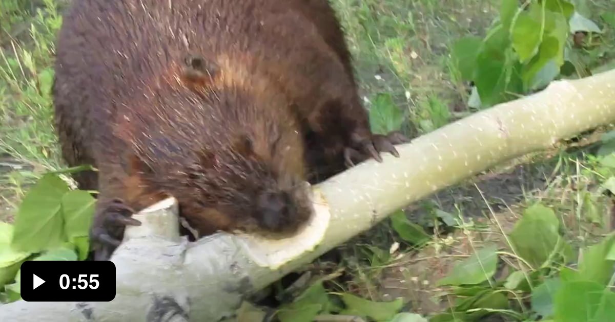 Relax and watch the beaver - 9GAG