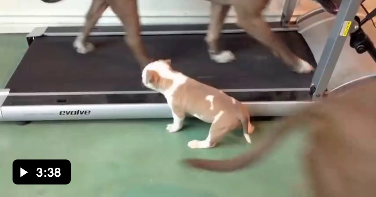 Pitbull v/s treadmill - 9GAG