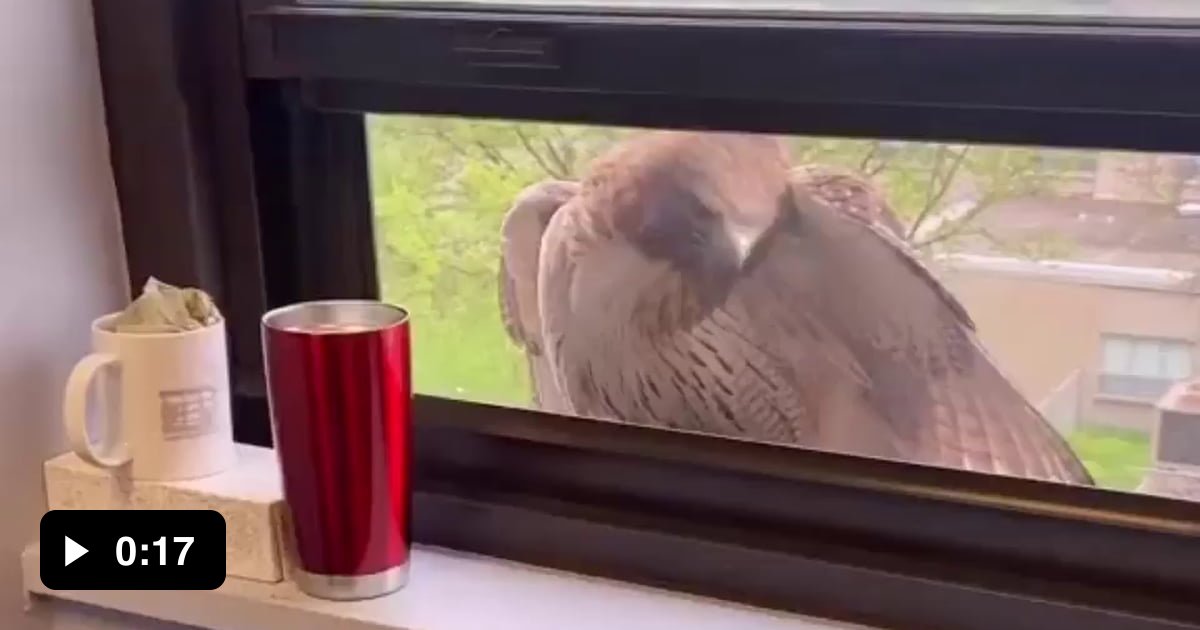 One angry hawk - 9GAG