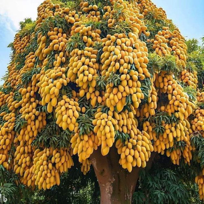 Mango tree in Yemen - 9GAG