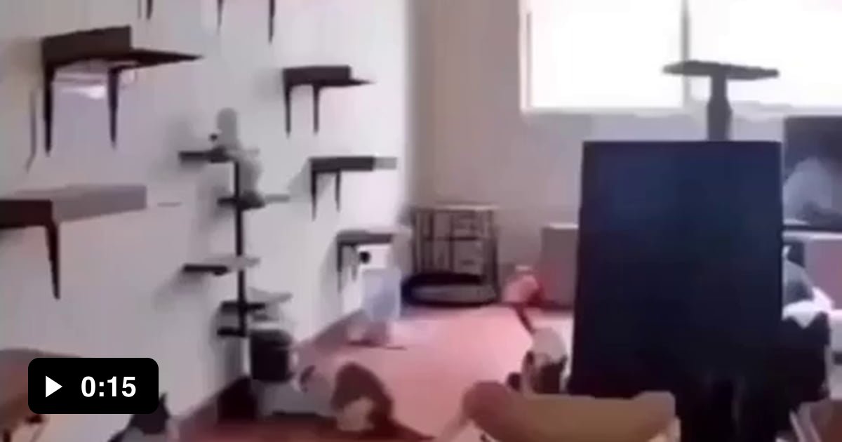 Room full of cats gets startled - 9GAG
