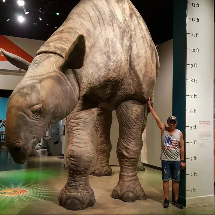 Paraceratherium size comparison. one of the largest terrestial mammals ...