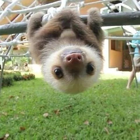 Happy international sloth day. As long as it's not an emergency take it ...
