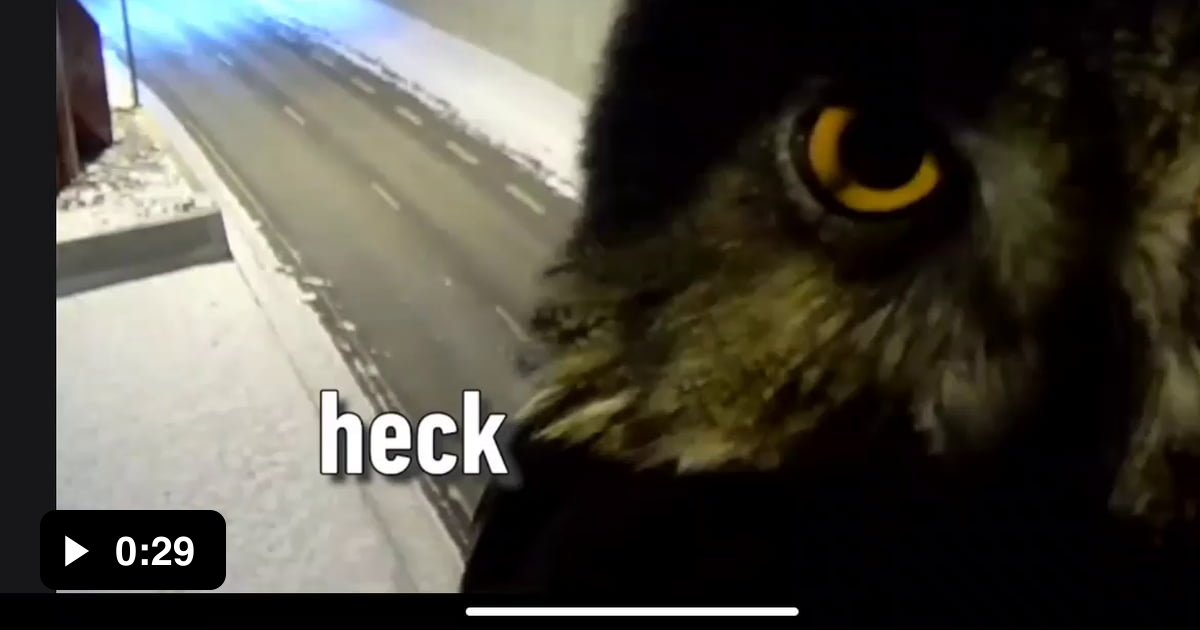 What a hoot. - 9GAG