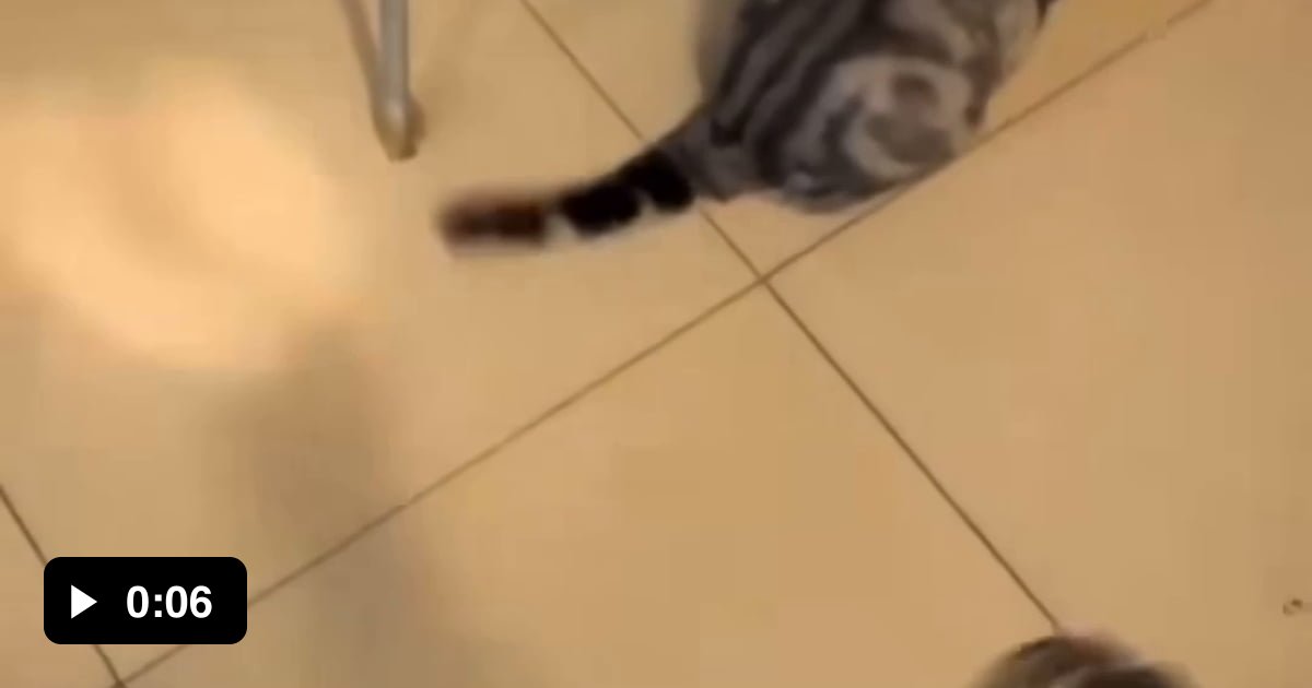 Please do not the cat.exe - 9GAG