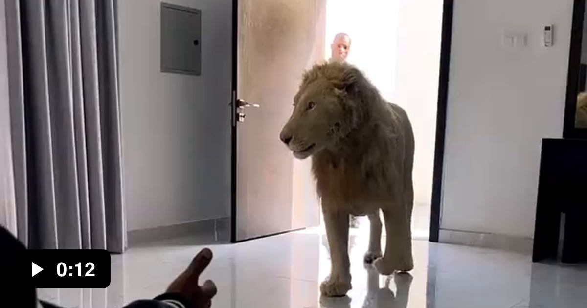 Raja Singa dari Arab. - 9GAG