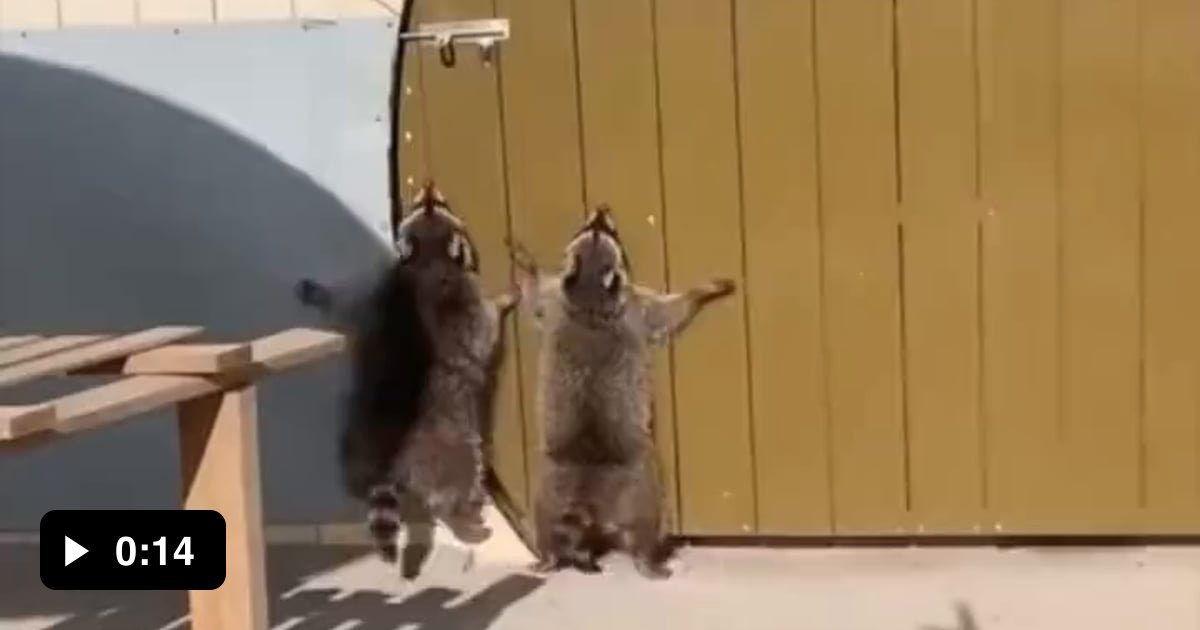 Dancing raccoon duo trying to open the door. - 9GAG