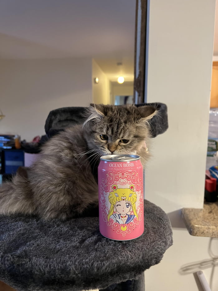 Ittybitty Kitty - 9GAG