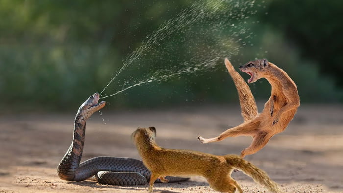 Right time. Right moment . Camera catches snake and antagonists at the right moment during a ...