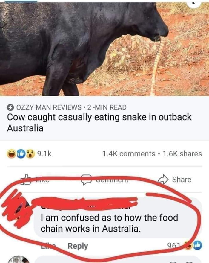 Savage Australian Cow. - 9GAG