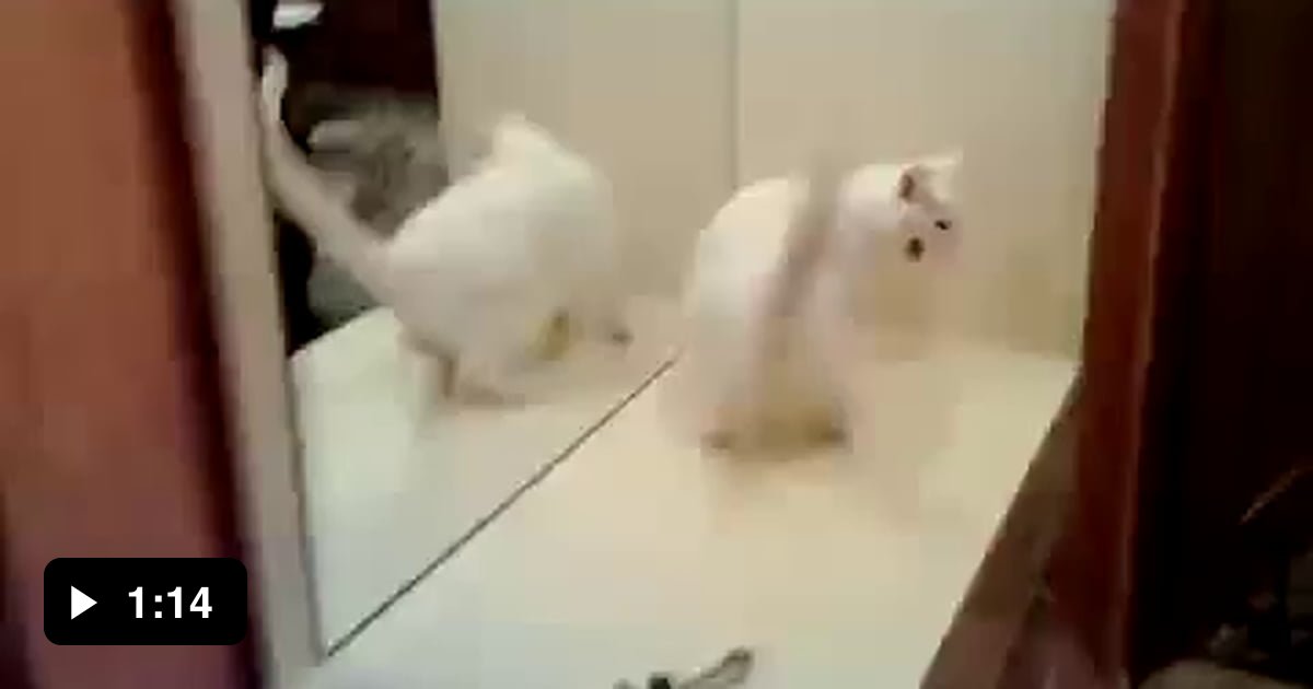 White Cat vs Mirror - 9GAG