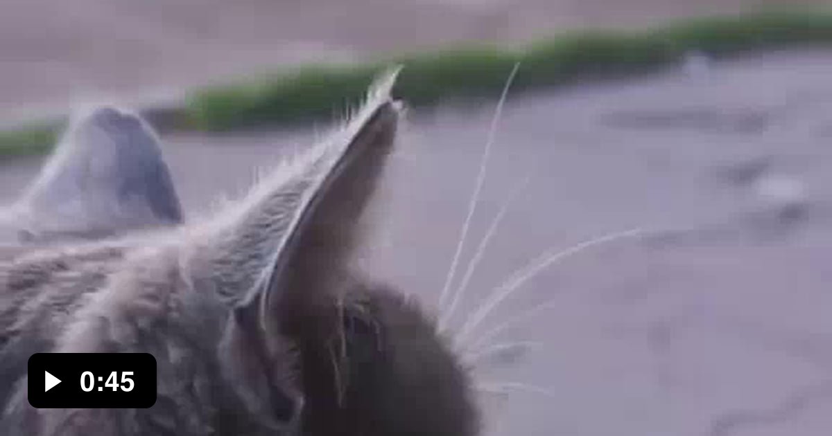 Wtf cat compilation - 9GAG