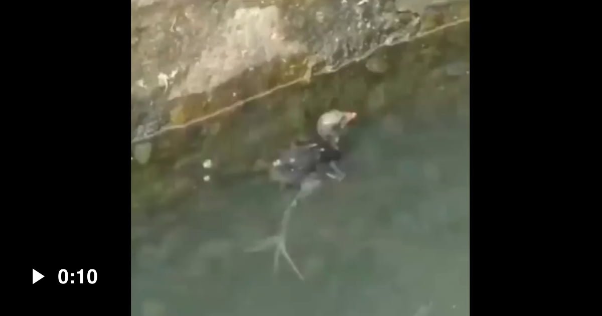 They are still evolving. - 9GAG