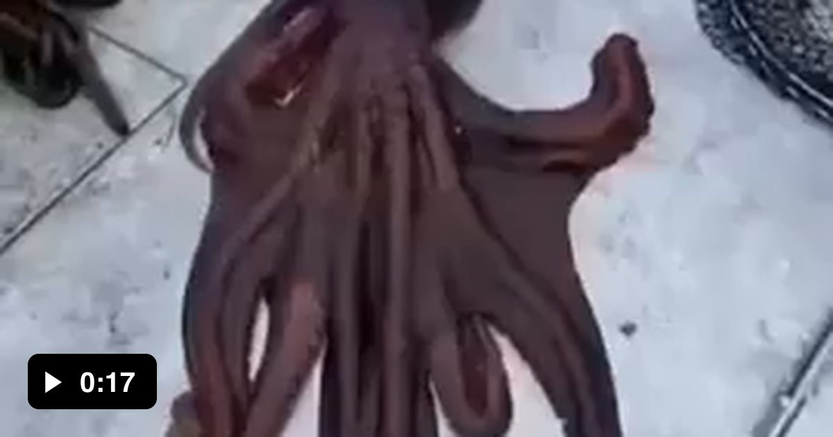 How the octopus fit through this tiny gap and escaped to freedom. - 9GAG