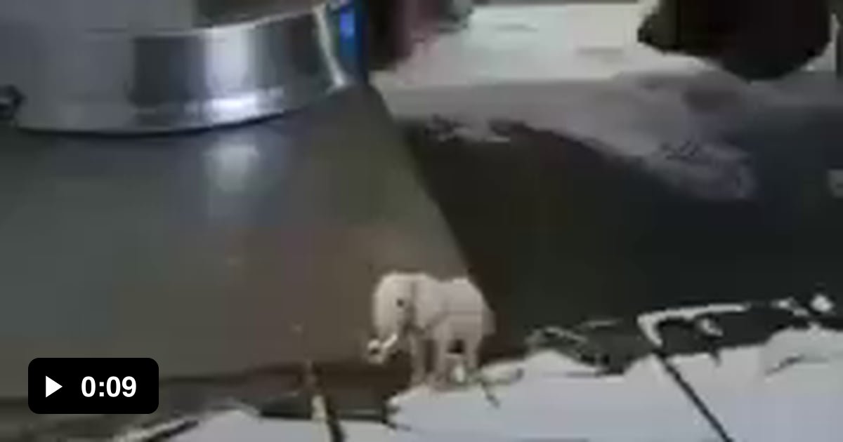 Gajju stealing food - 9GAG