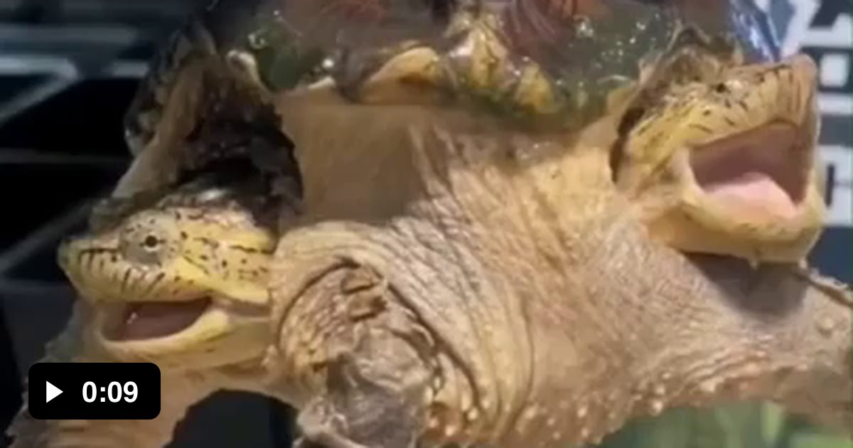 A two-headed Turtle! - 9GAG