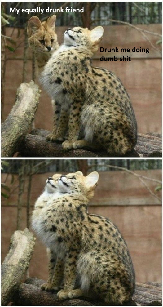 Gatze Gatze streicheln - 9GAG