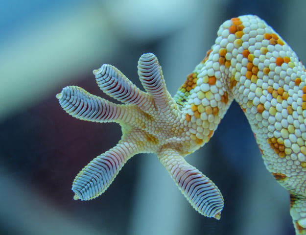 Gecko's feet are pretty cool - 9GAG
