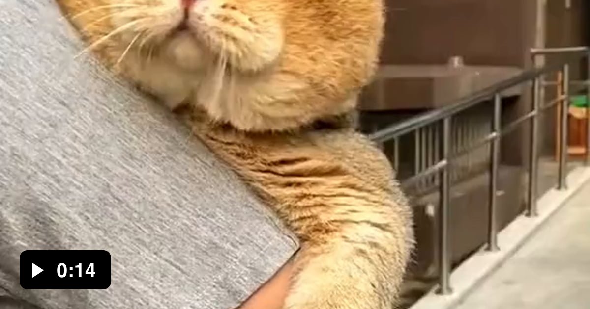 Big boi just wants to chill - 9GAG