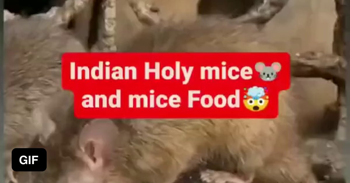 Holy mouse temple in India - 9GAG