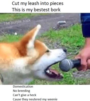 Bestest bork - 9GAG