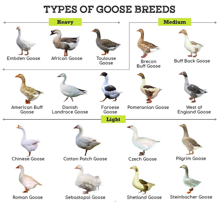 Types of Goose breeds - 9GAG
