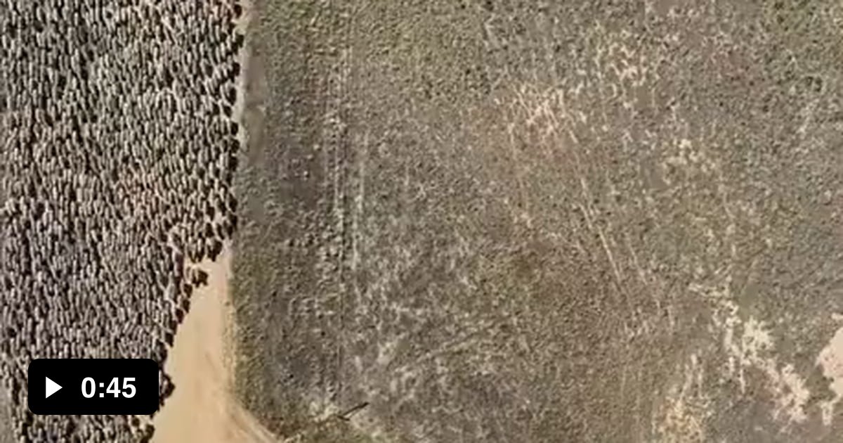 Diversity horde crossing your local border - 9GAG