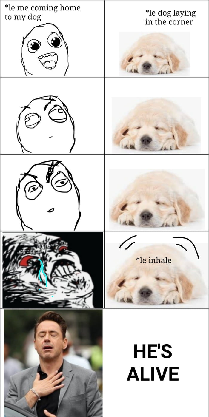 My derp dog is 17 today!! - 9GAG