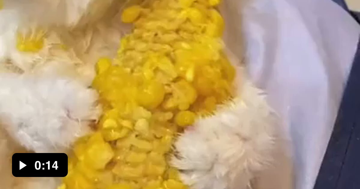 Cat vs. Corn - 9GAG