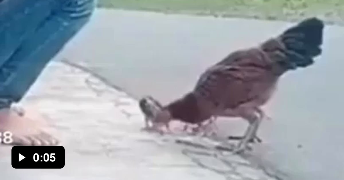 Chicks 9gag