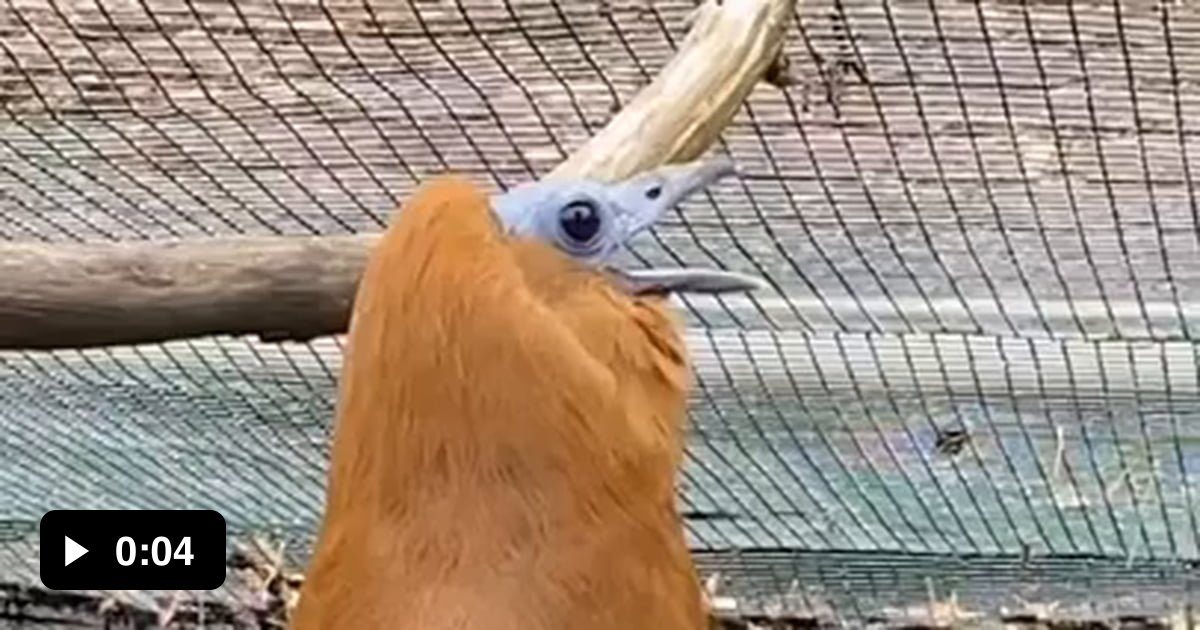 This bird - 9GAG